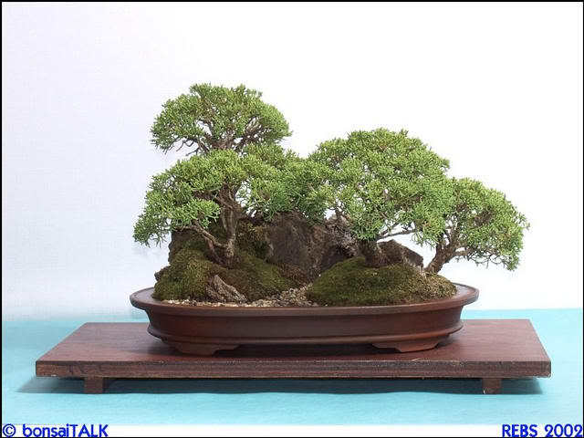 Τοπίο σε μικρογραφία (saikei) - library.bonsaiforum.gr